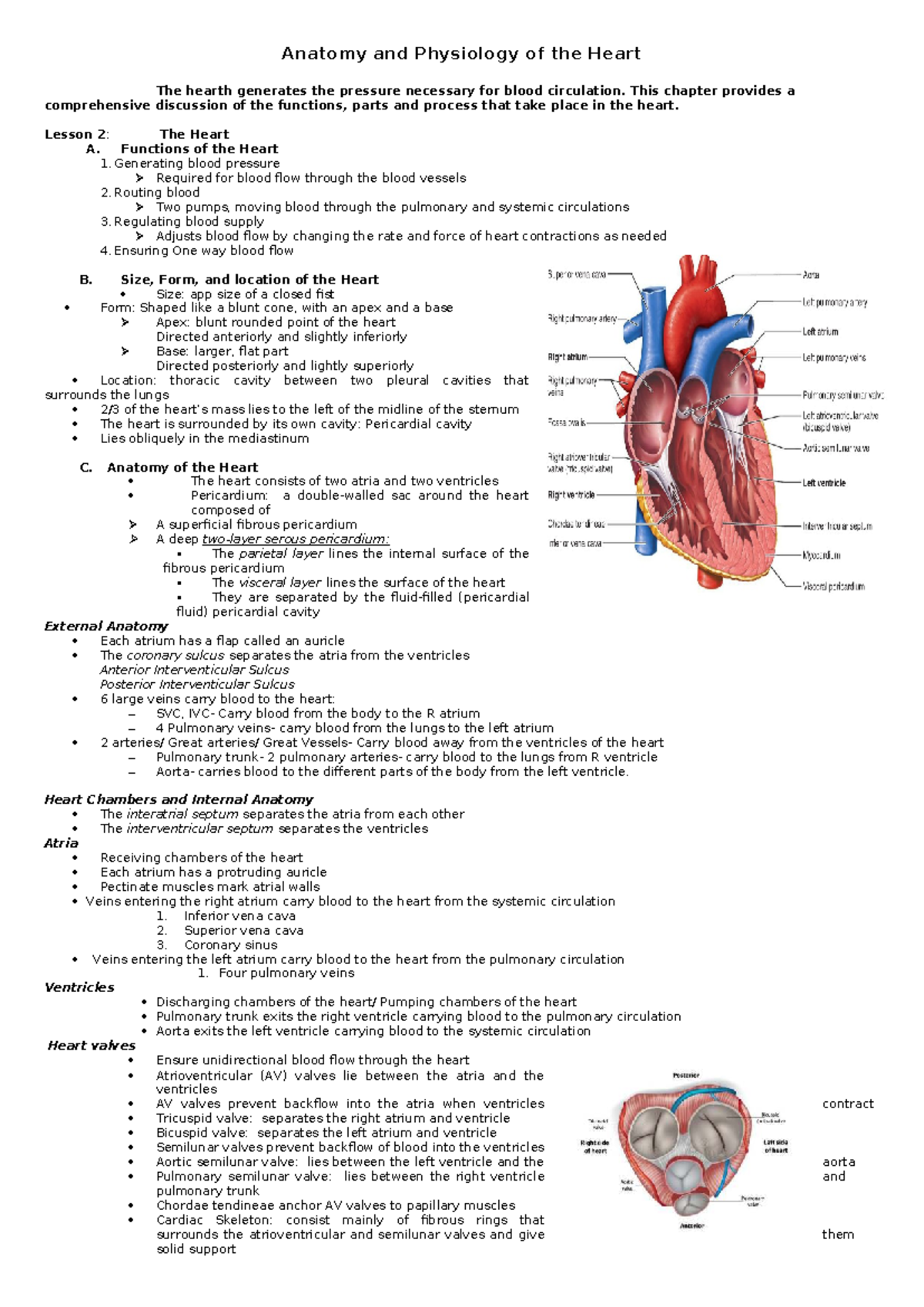 Anatomy and Physiology of the Heart - Lesson 2 Overview - Studocu