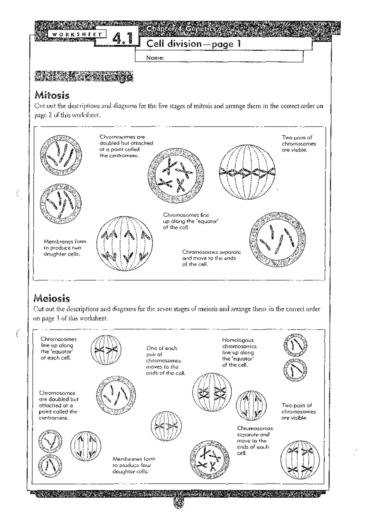 Genetics - ( Mitosis Cut out the descriptions and diagrams for the five ...