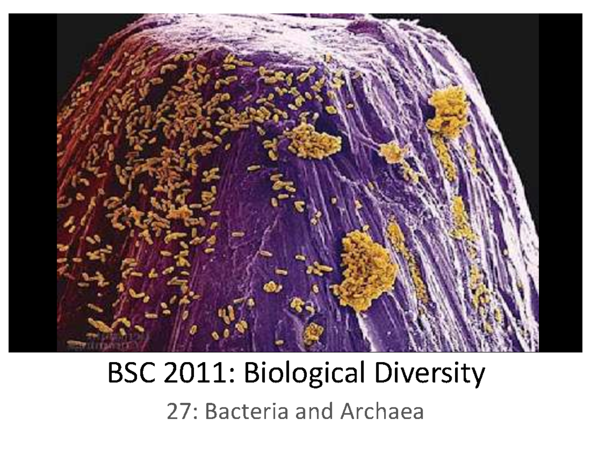 BSC 2011: Biological Diversity - Prokaryotes: Bacteria & Archaea ...