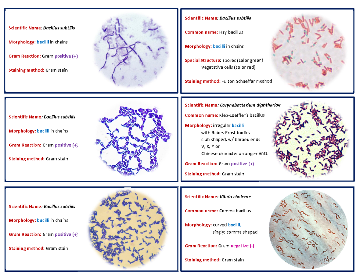 Bacte: Morphological Characteristics & Gram Reactions of Bacteria - Studocu