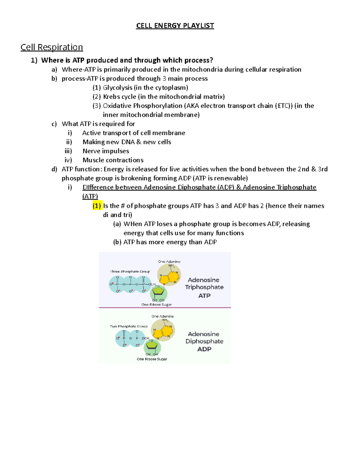 Cellular Respiration and Photosynthesis Overview for AP Biology - CELL ...