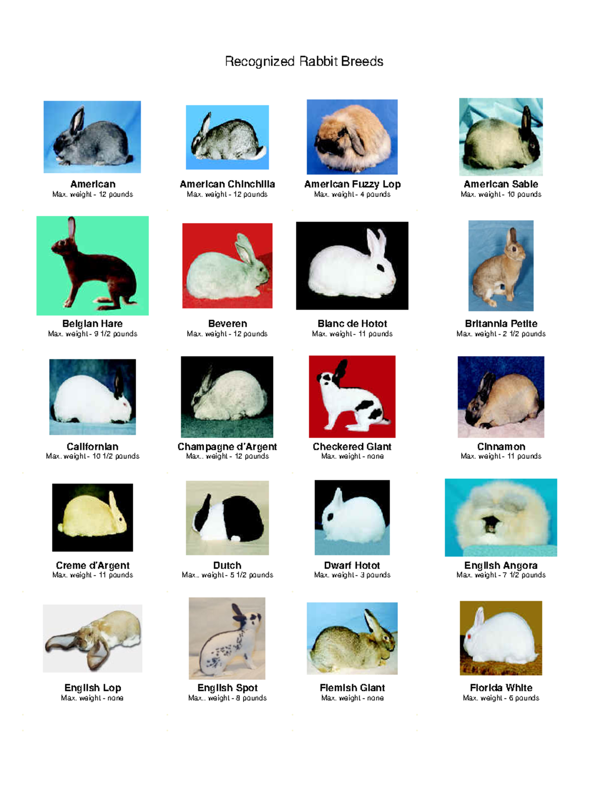 Recognized-Rabbit-Breeds - Recognized Rabbit Breeds American Max ...