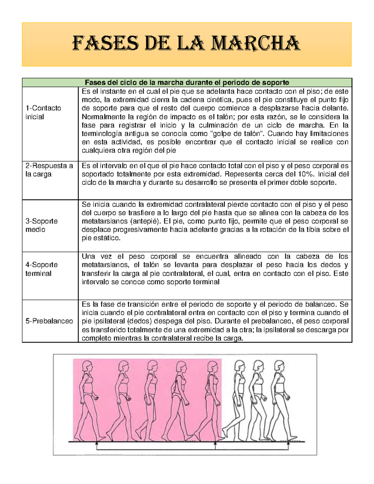FASES DE LA MARCHA: Análisis del Ciclo de Soporte y Balanceo - Studocu