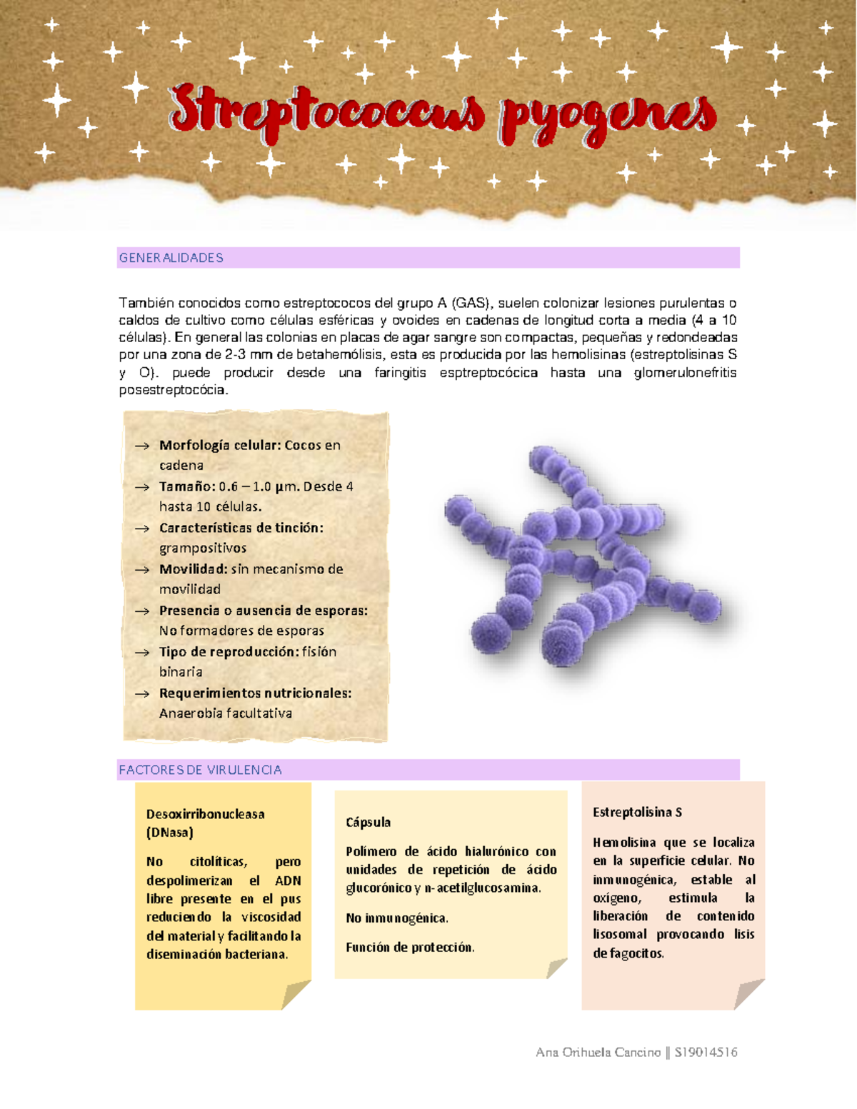 Streptococcus Pyogenes Caracteristicas Microscopicas