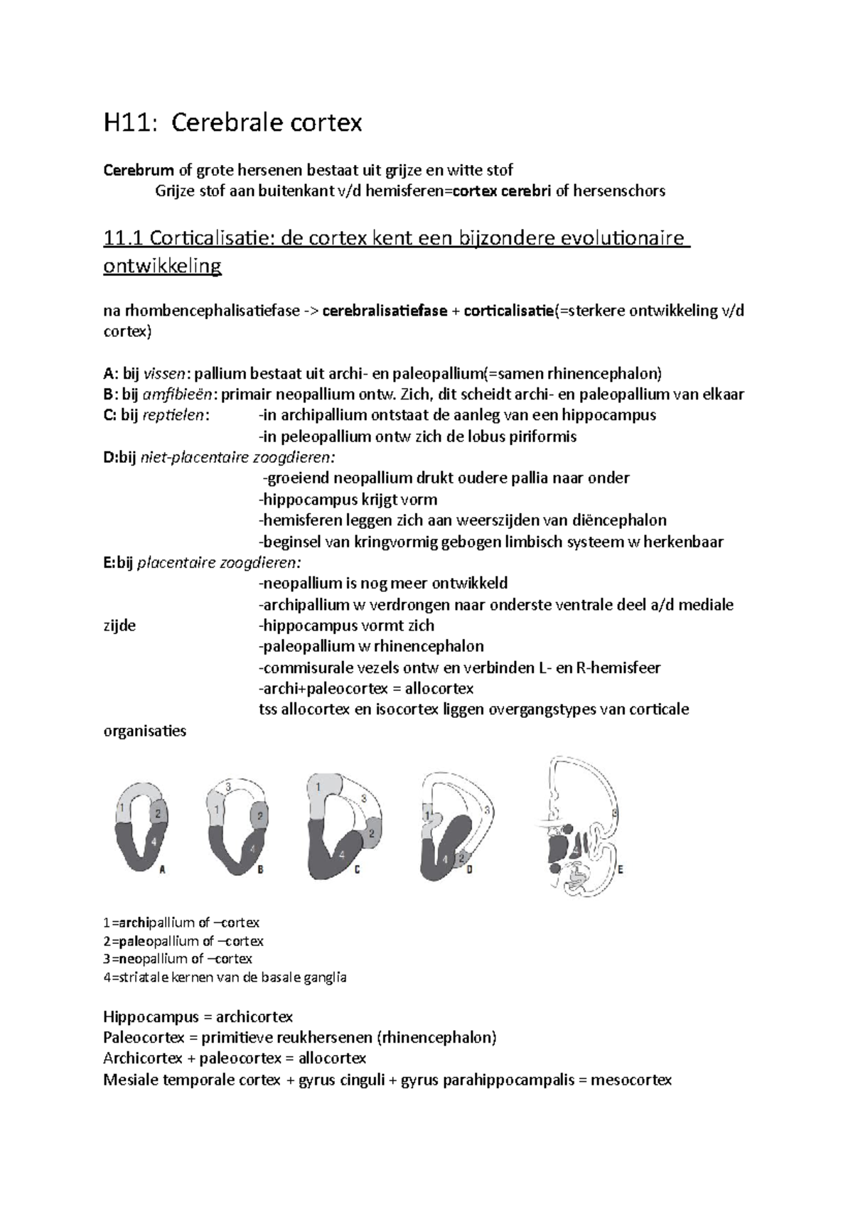 H11 neuro samengevat - h11 - H11: Cerebrale cortex Cerebrum of grote ...