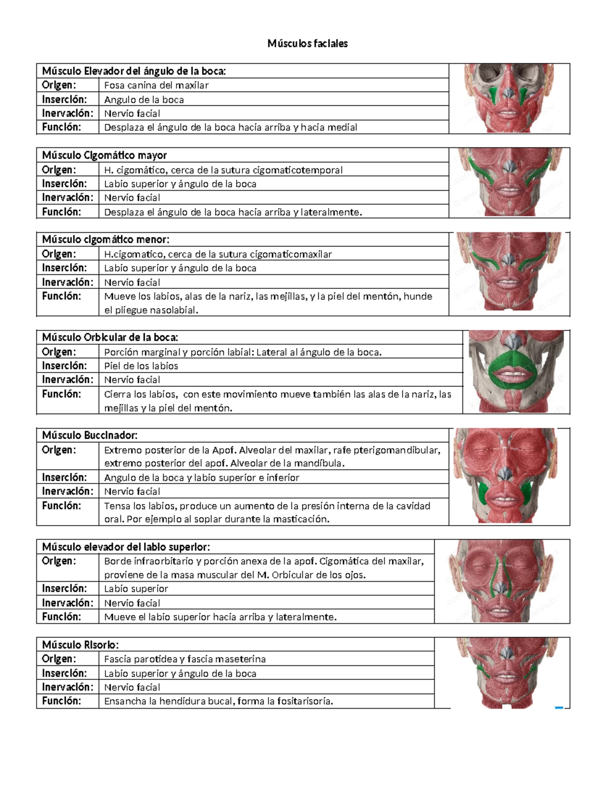 Áreas de Cottle en Otorrinolaringología: Clasificación Anatómica - Studocu
