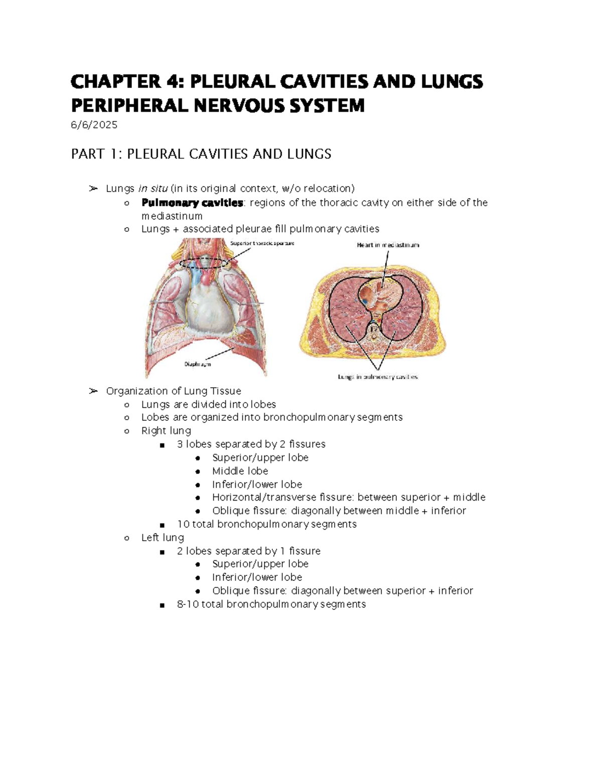 HBA 461: Chapter 4 - Overview of Pleural Cavities and Lungs - Studocu