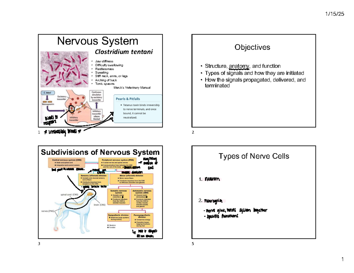 Nervous System Structure & Function: Key Concepts & Signals (Vet Manual ...