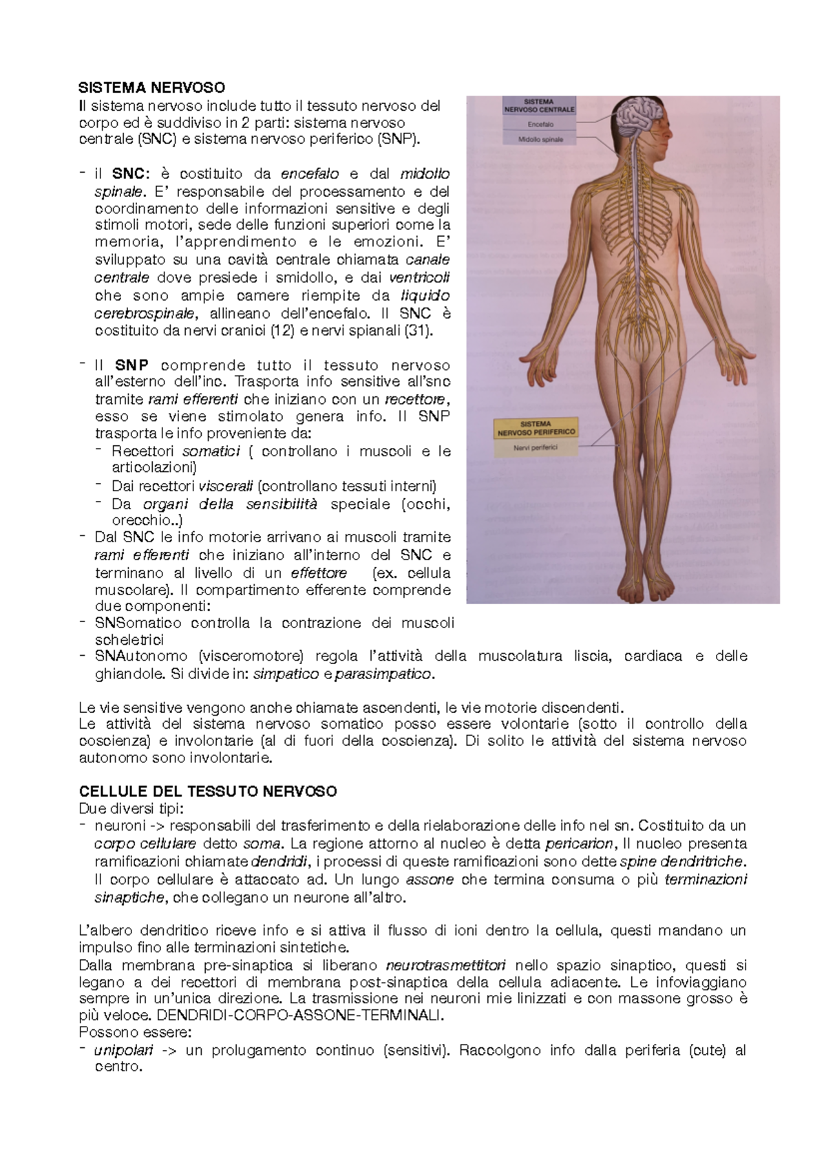 Appunti SN Anatomia - Riassunto Fisiopatologia Sistema Nervoso e Apparato Locomotore - Studocu