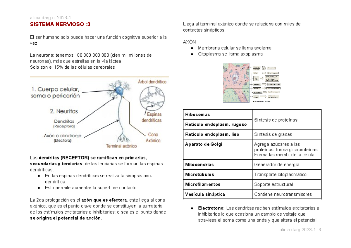 Neuro 1 - SISTEMA NERVIOSO : El ser humano solo puede hacer una función ...