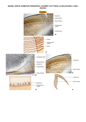 Periodontal Ligament - PERIODONTAL LIGAMENT Forming element: dental ...