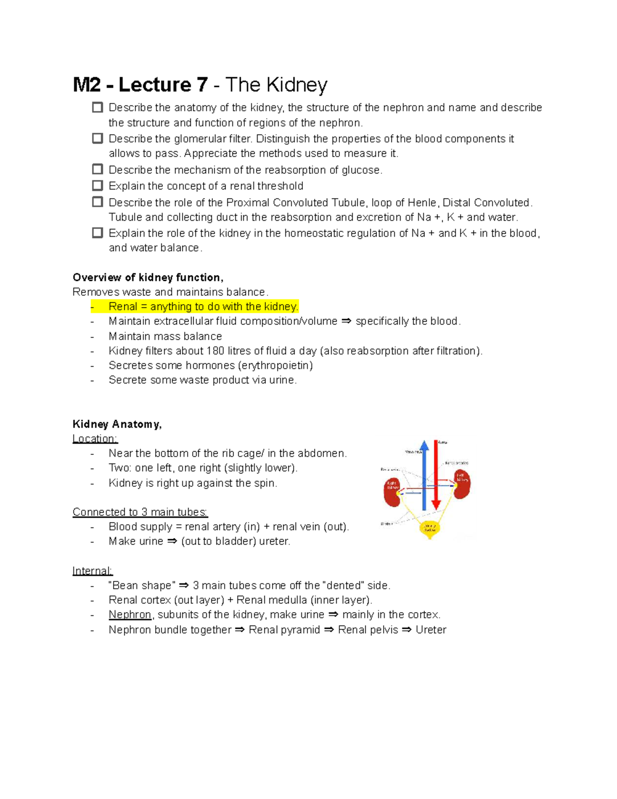 M2 Lecture 7: Anatomy and Function of the Kidney - Studocu
