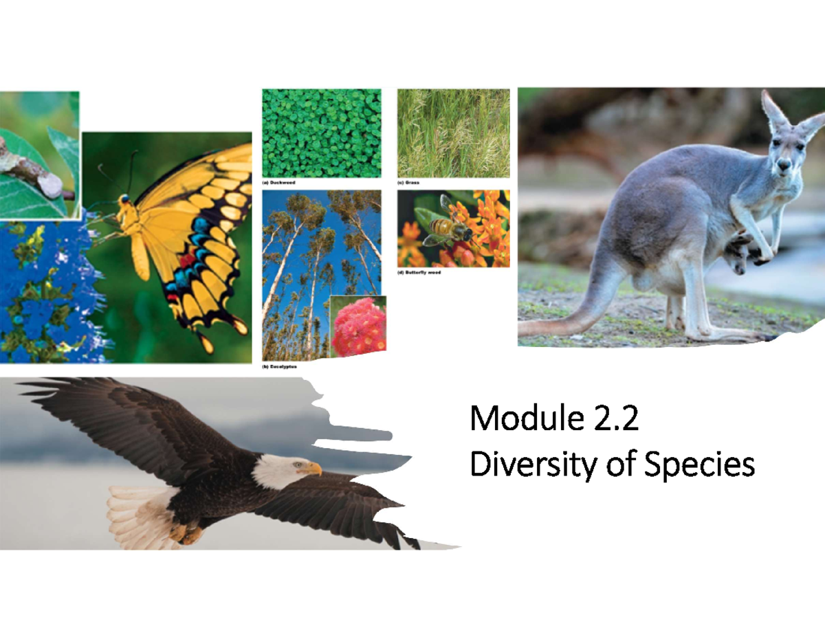 Diversity of Terrestrial Plants - BIO101 25F Module 2.2 - Studocu