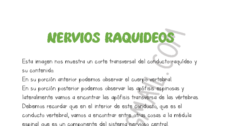 Nervios Raquídeos - Resumen de Anatomía y Funciones (NEURO 101) - Studocu