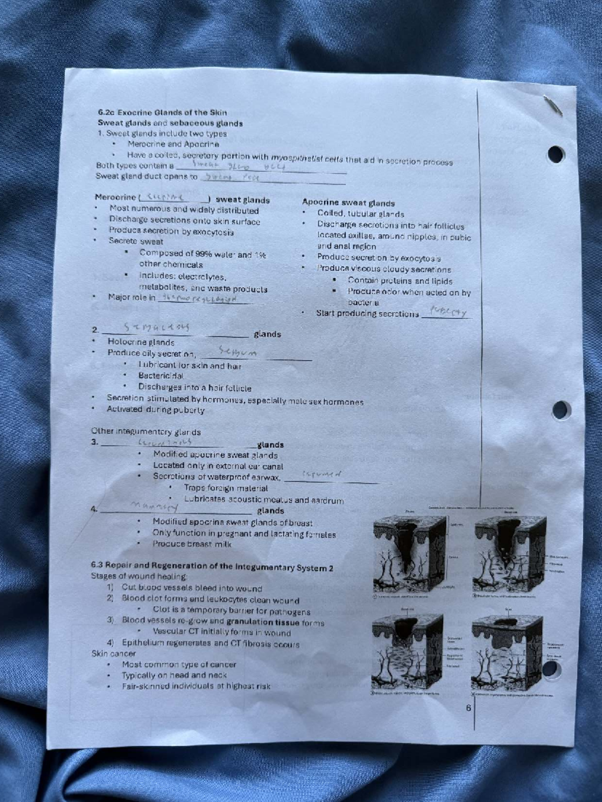 Midterm Study Guide for BIO101: Exocrine Glands & Skin Functions - Studocu