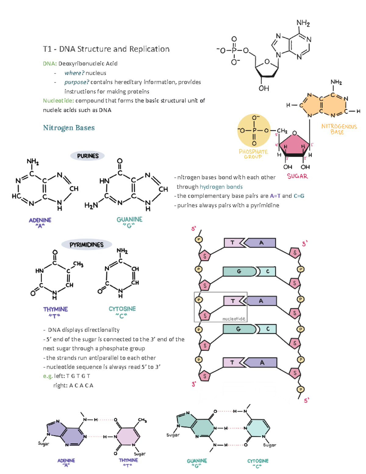 SBI4U Molecular Genetics Notes - T1 - DNA Structure and Replication DNA ...