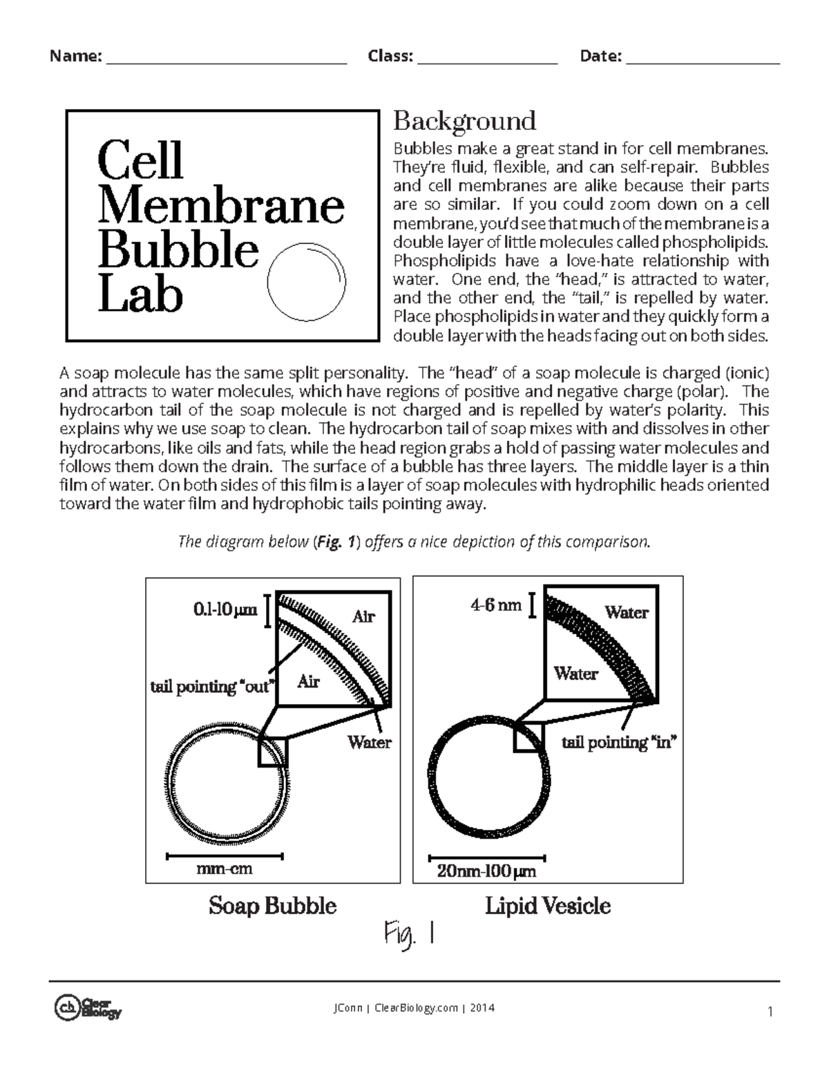 Cell Membrane Bubble Lab: Exploring Membrane Properties Through Experiment - Studocu