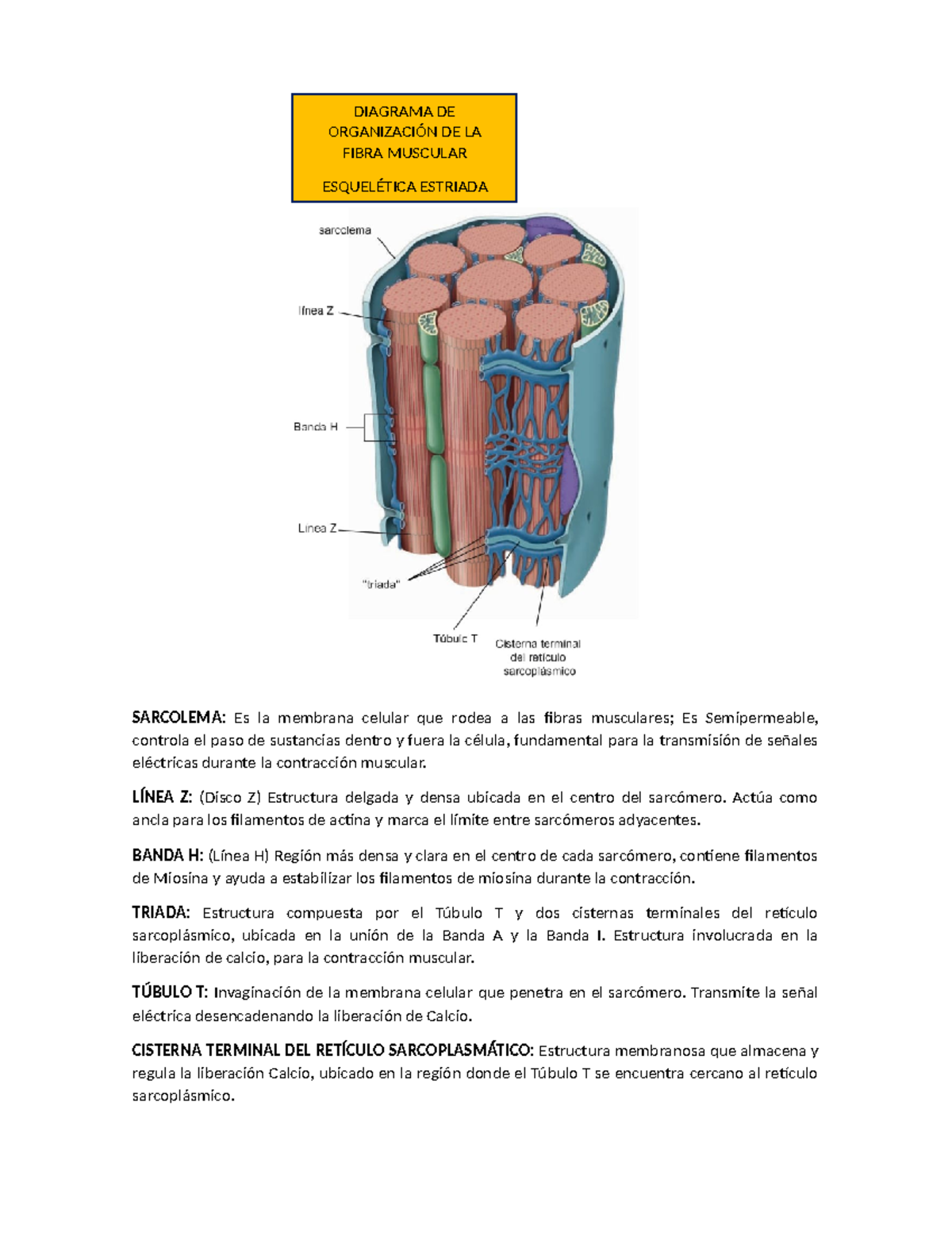 Título: Estudio sobre Sarcolema y Estructura de Fibra Muscular (BIO101 ...