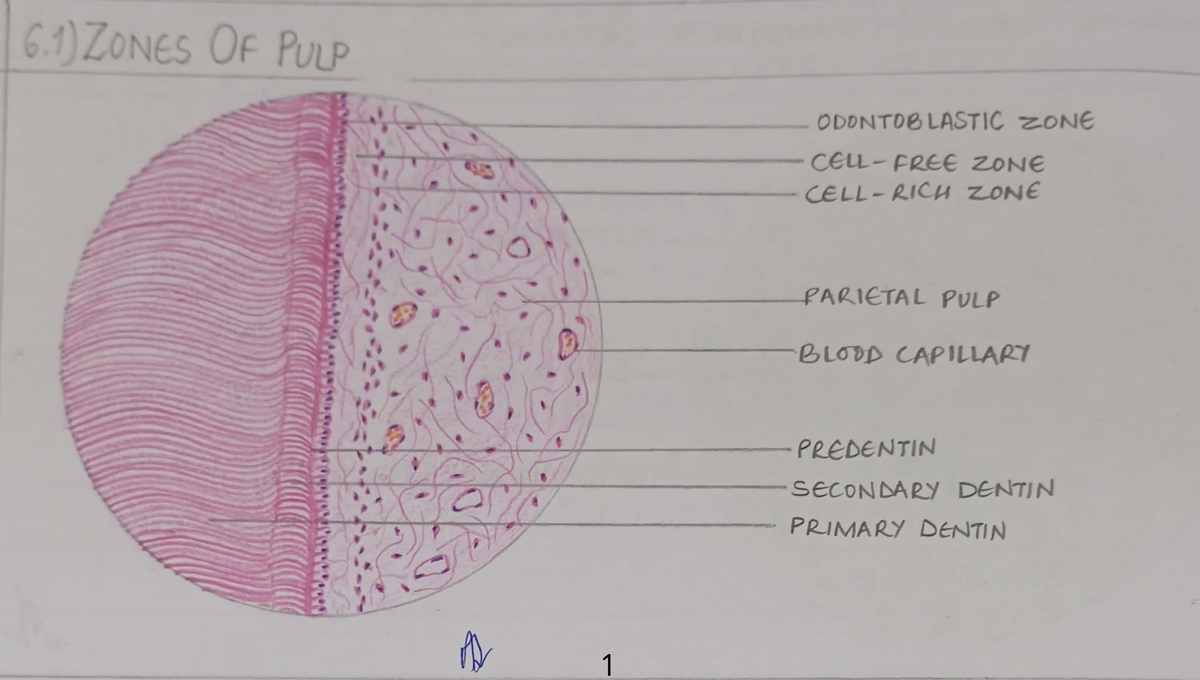 Pulp - practical notes - 6)ZONES OF PULP ODONTOBLASTIC ZONE ZONE ZONE ...