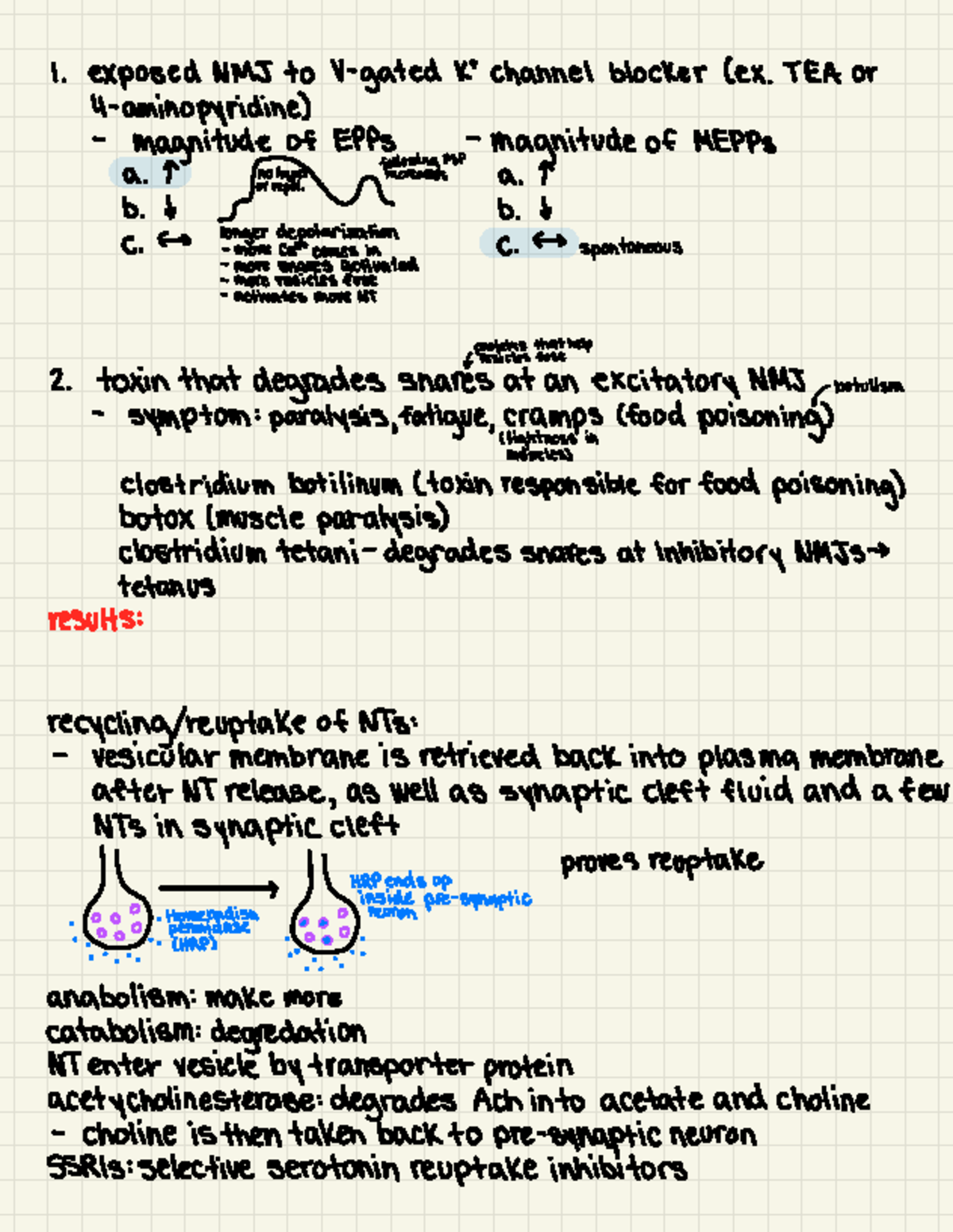 Neurotransmitter Dynamics at Neuromuscular Junctions: Study Notes - I ...