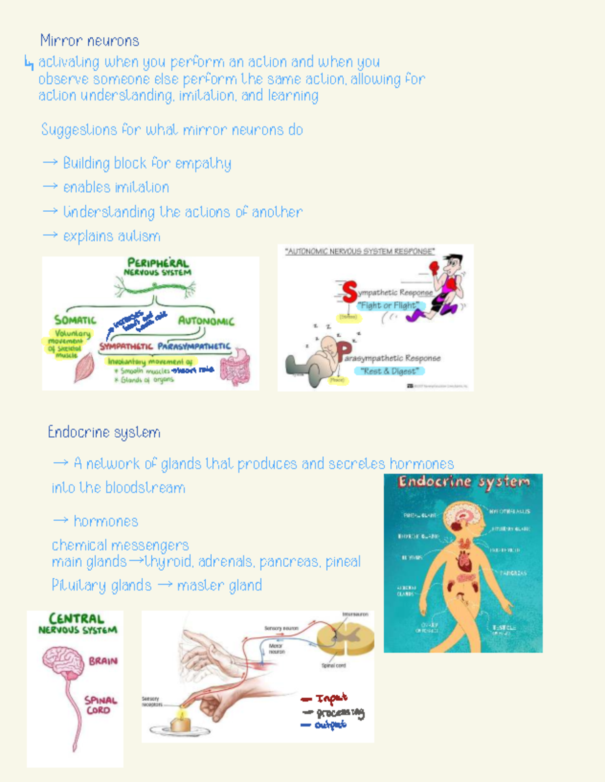 Psych 101: Sample Notes on Mirror Neurons, Brain Function, and ...