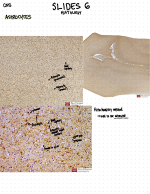 Histology - Colloquium I - Histology Colloquium I Question 3 Colloquium ...