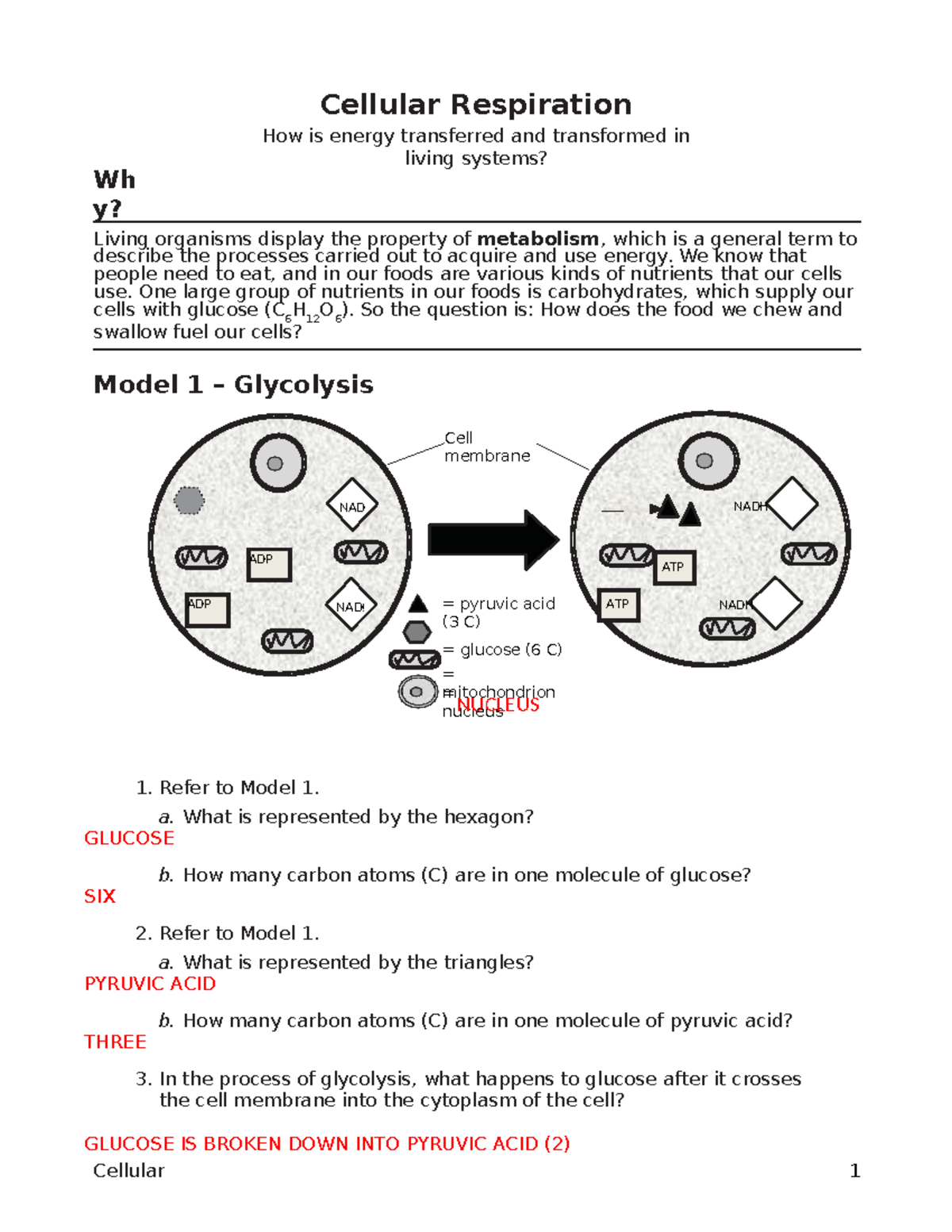 Cellular Respiration (BIO 13) - Key Concepts and Processes Explained ...