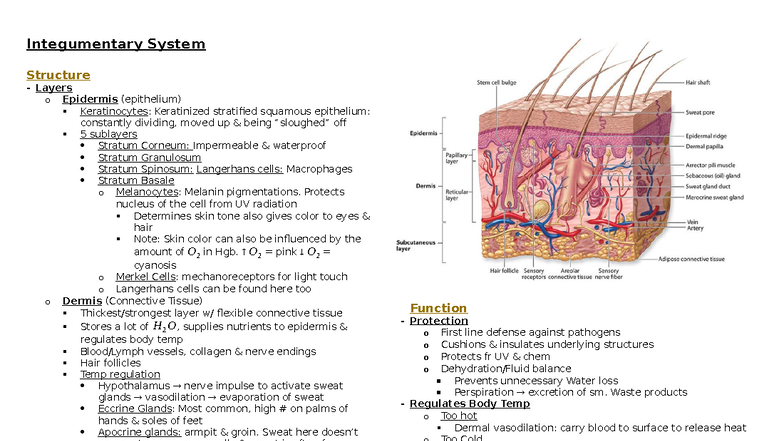 Integumentary System - Lecture Notes (BIO 101) - Studocu