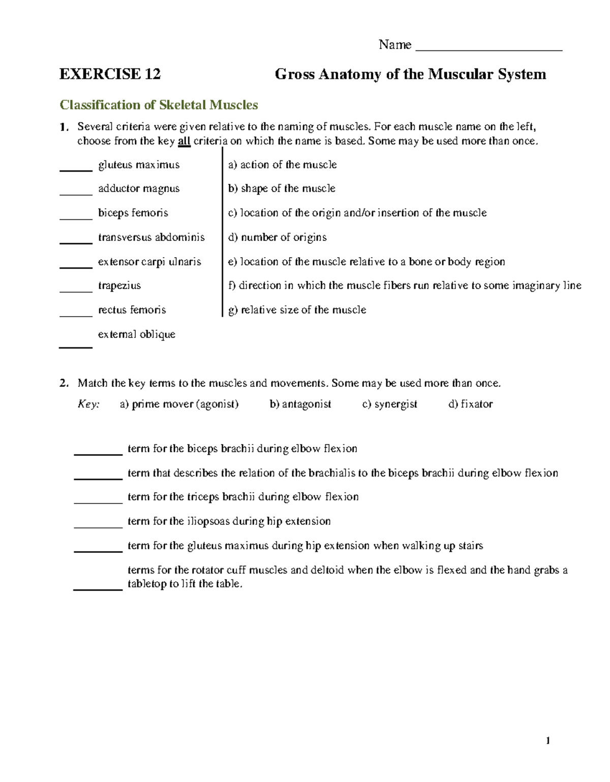 Lab EX 12: Detailed Study of Muscles in Gross Anatomy - Studocu