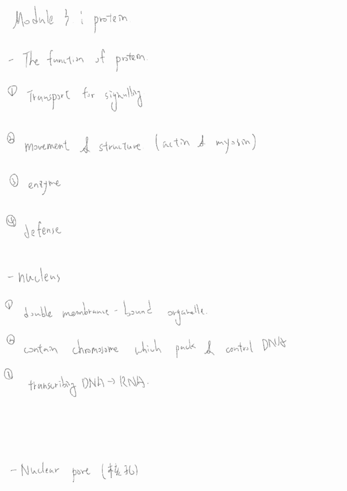 Biology Notes 3 & 4: Protein Function & Nucleic Acids (250930) - Studocu
