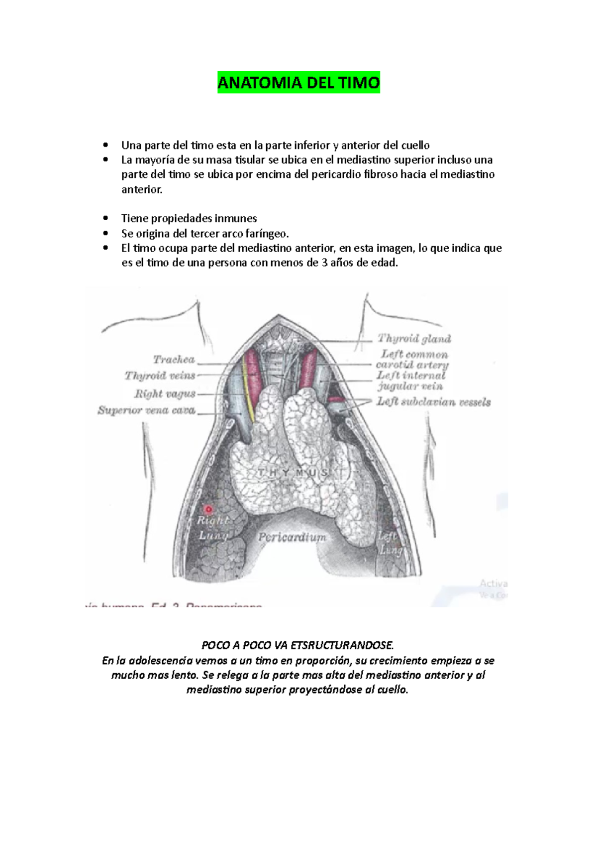 Anatomía del Timo y Vasos Linfáticos: Estructura y Función - Studocu