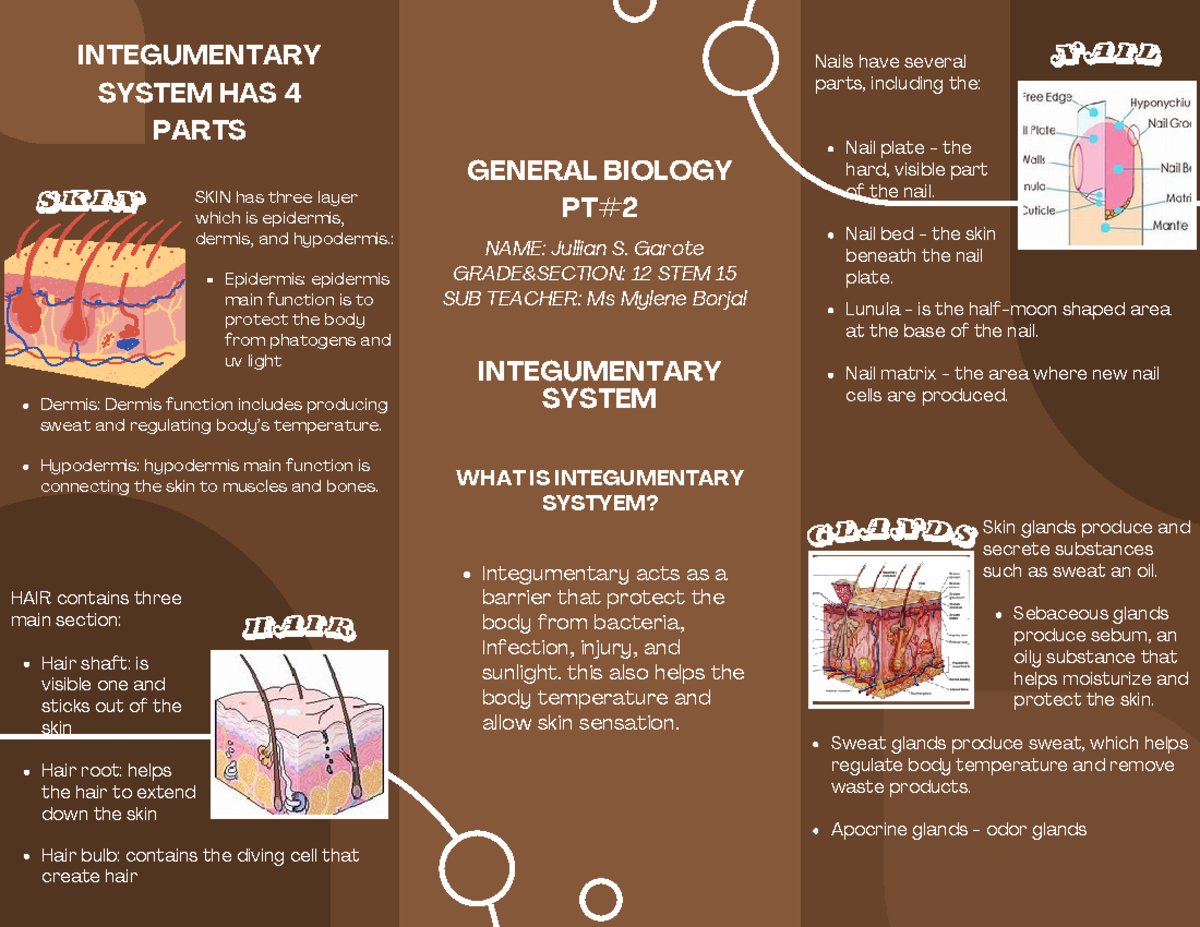 Brochure on Integumentary System - General Biology PT#2 - Studocu