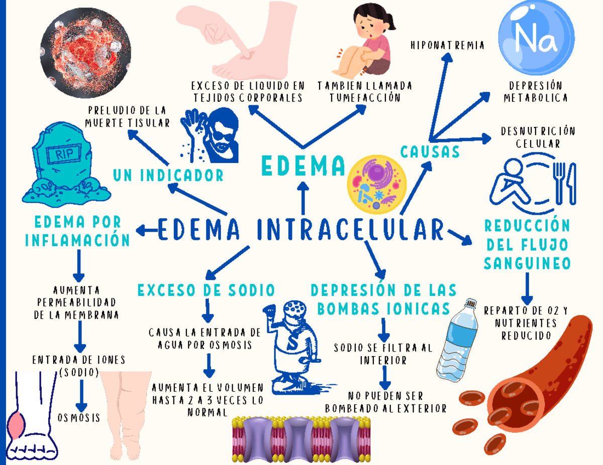 Edema Intracelular y Extracelular: Causas y Efectos en Tejidos - Studocu