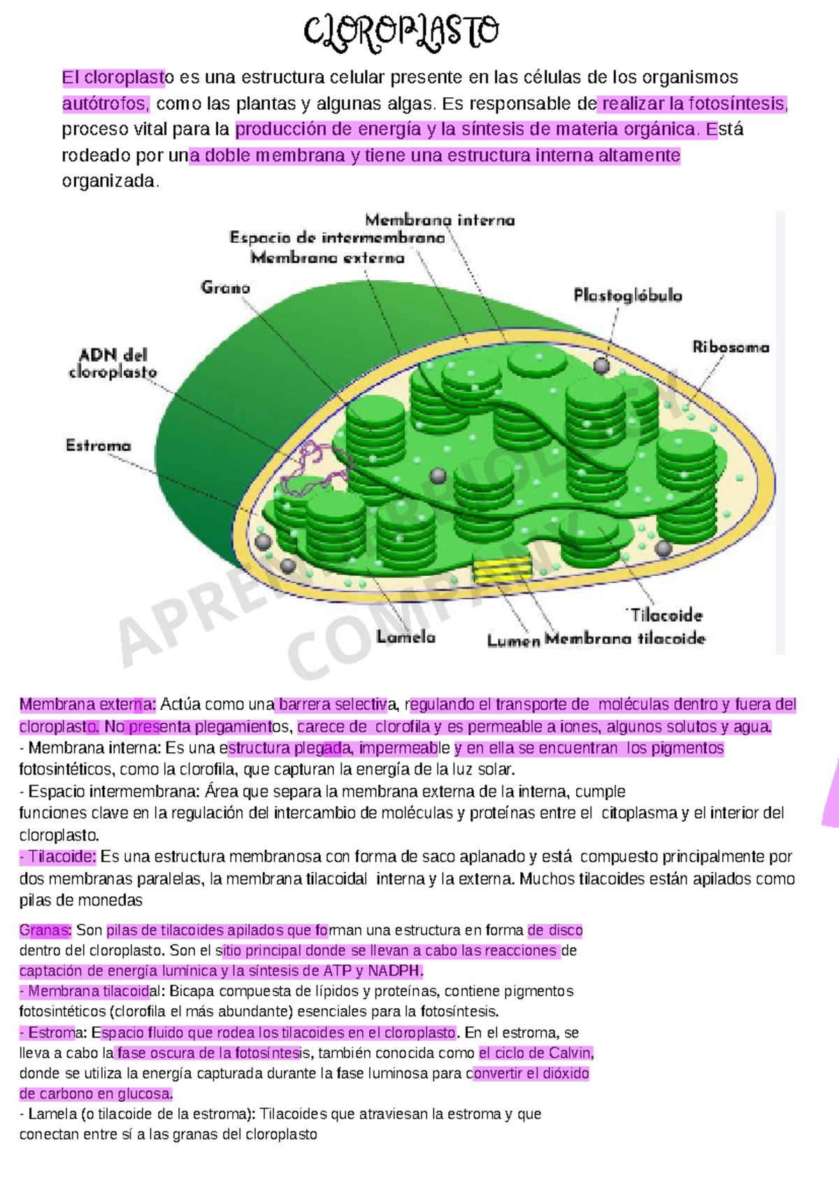 Diagrama De Cloroplasto Fotosíntesis