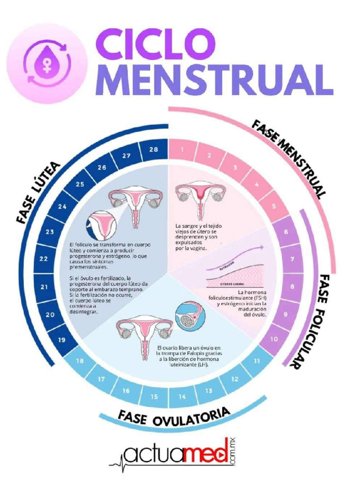 CICLO MENSTRUAL: Fases y Hormonas del Ciclo Reproductivo - Studocu