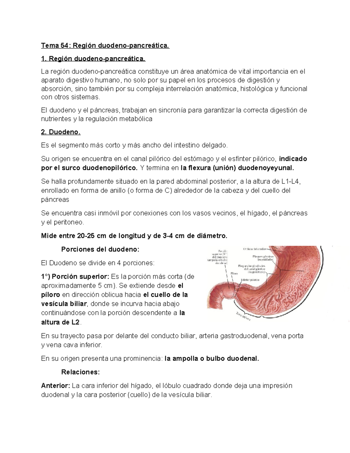 Tema 54: Anatomía del Duodeno y Páncreas en el Aparato Digestivo - Studocu