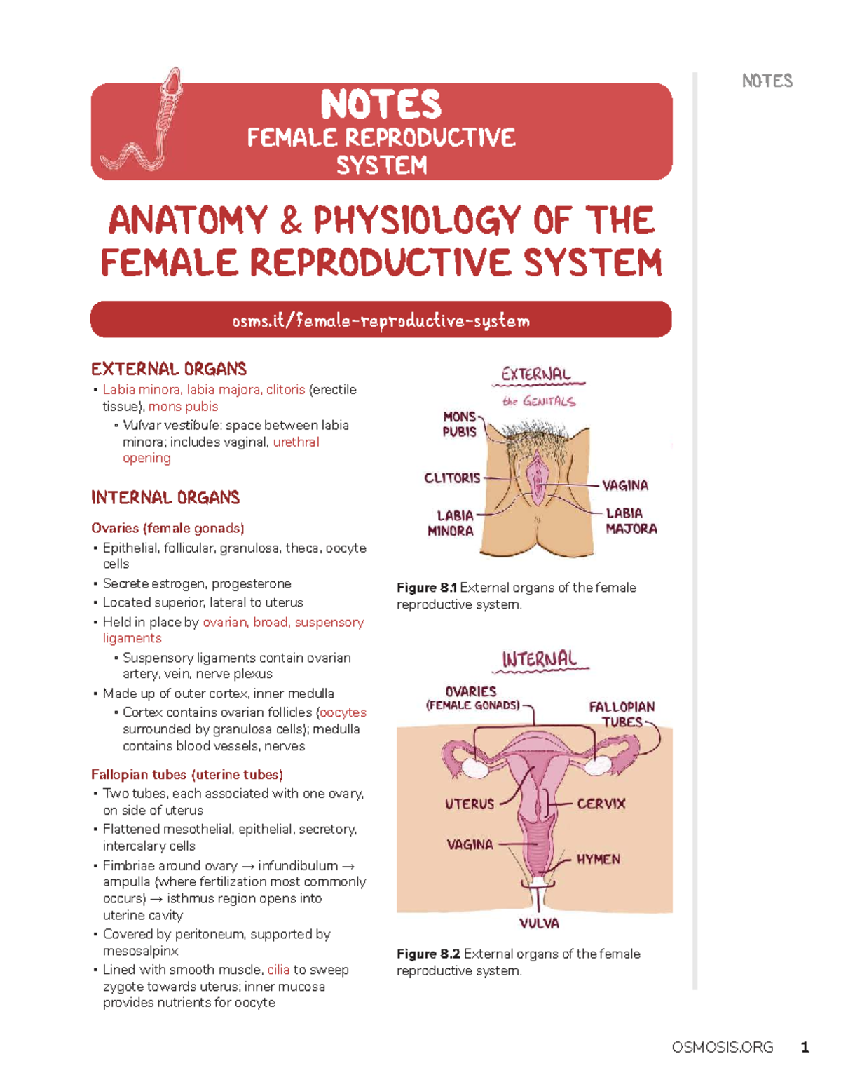Female Reproductive System Anatomy & Physiology Notes (BIO 101) - Studocu