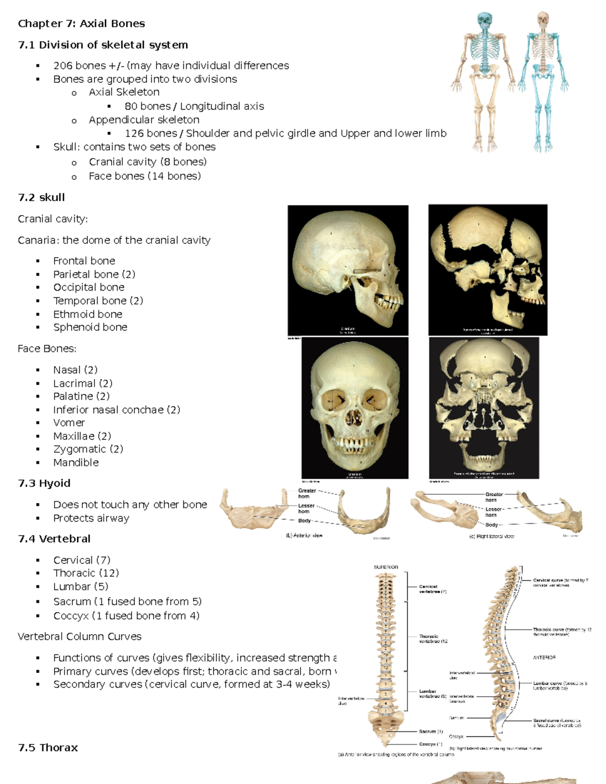 Exam 2 - Notes for exam 2 - Chapter 7: Axial Bones 7 Division of ...