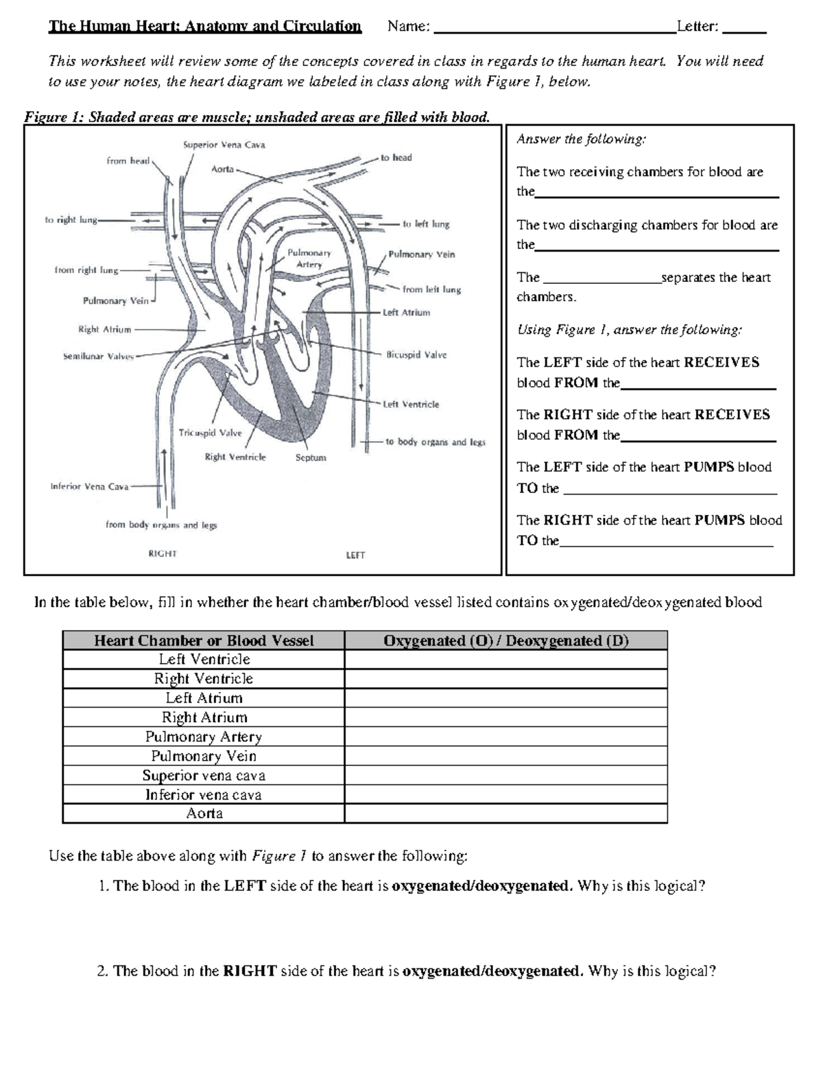 Heart anatomy circulation worksheet - Figure 1 The Human Heart: Anatomy ...