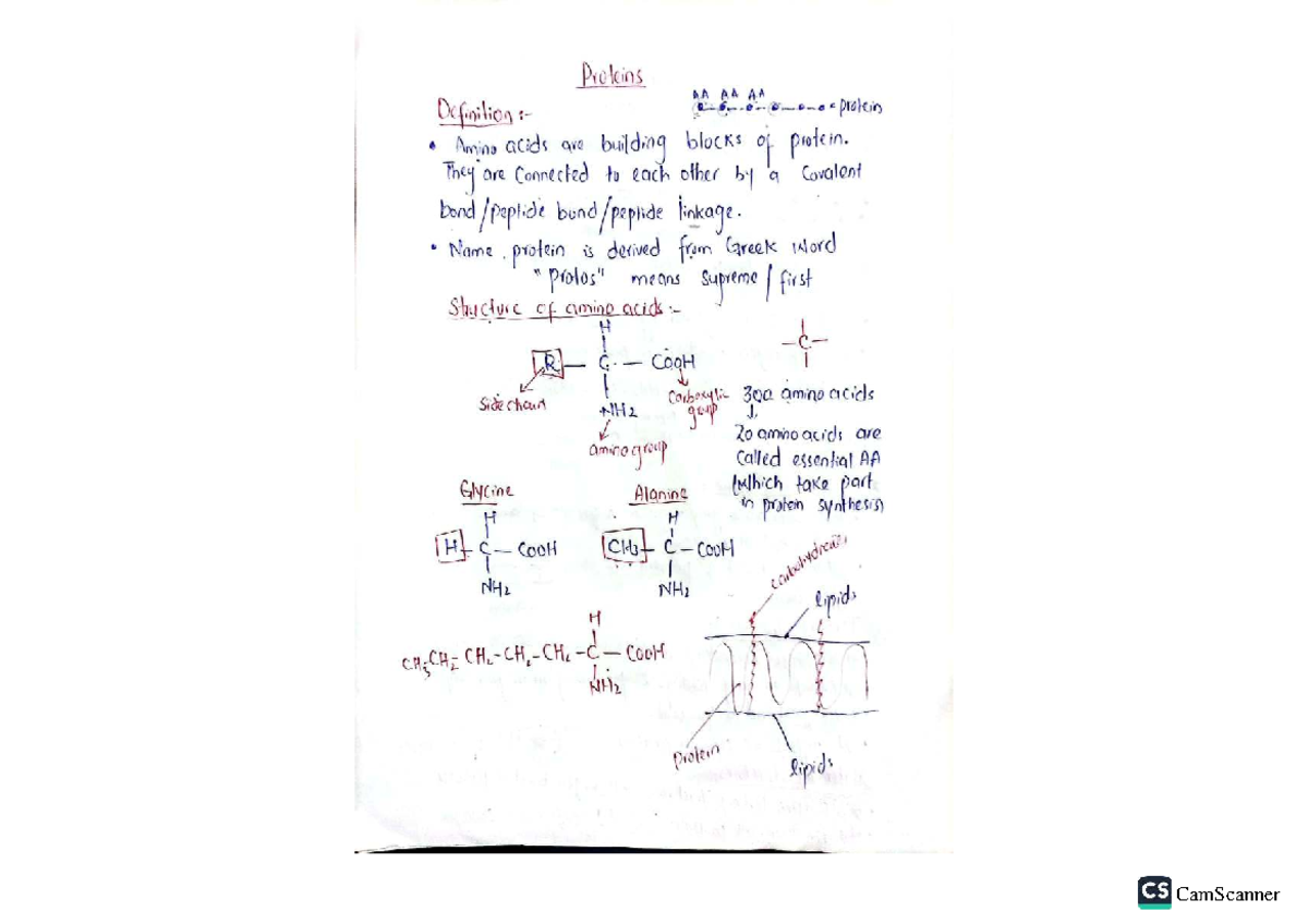 Biochem Notes: Proteins and Nucleic Acids Overview - Studocu