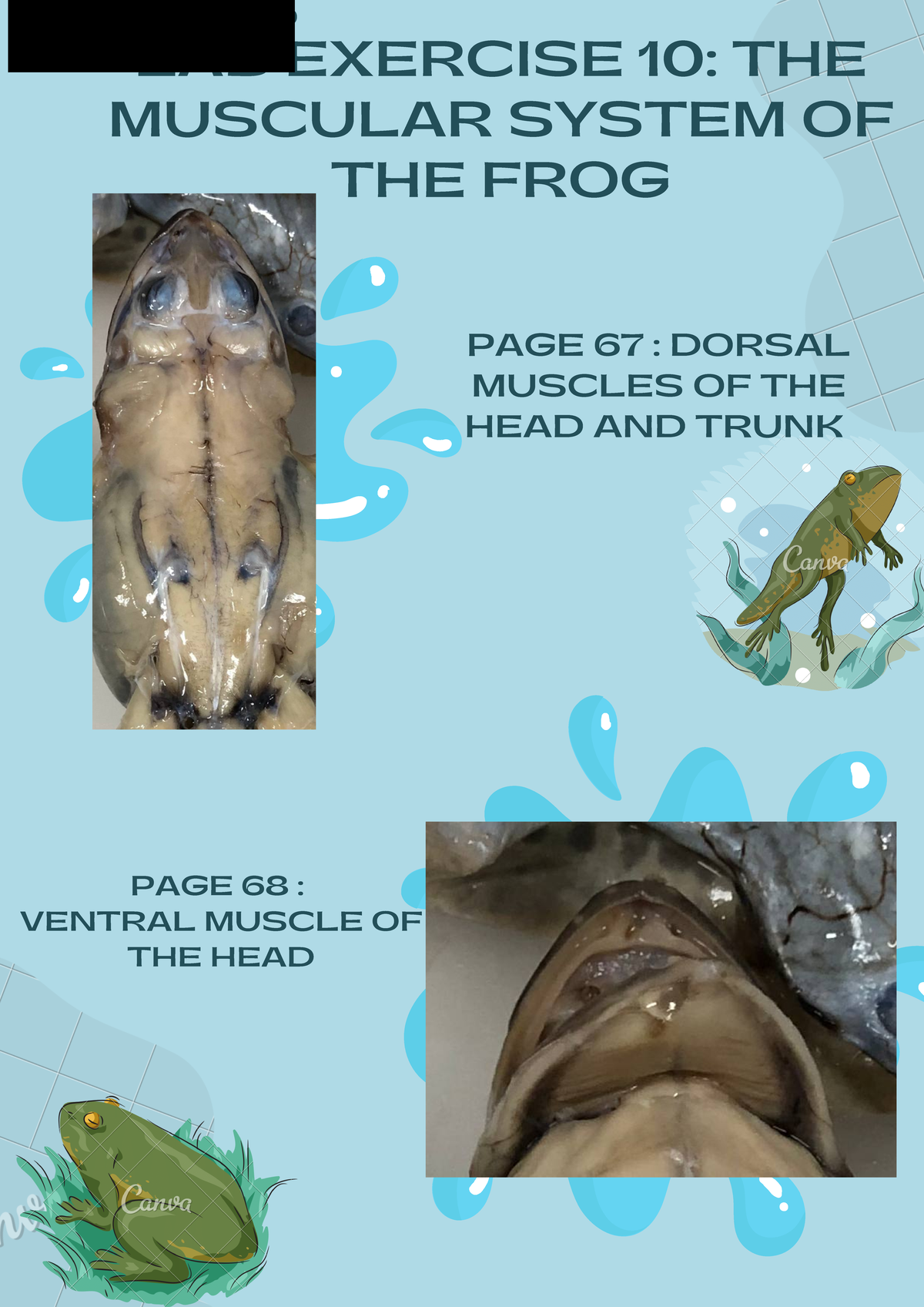 LAB EXERCISE 10: Frog Muscular System (DENT1-G) Overview and Questions ...