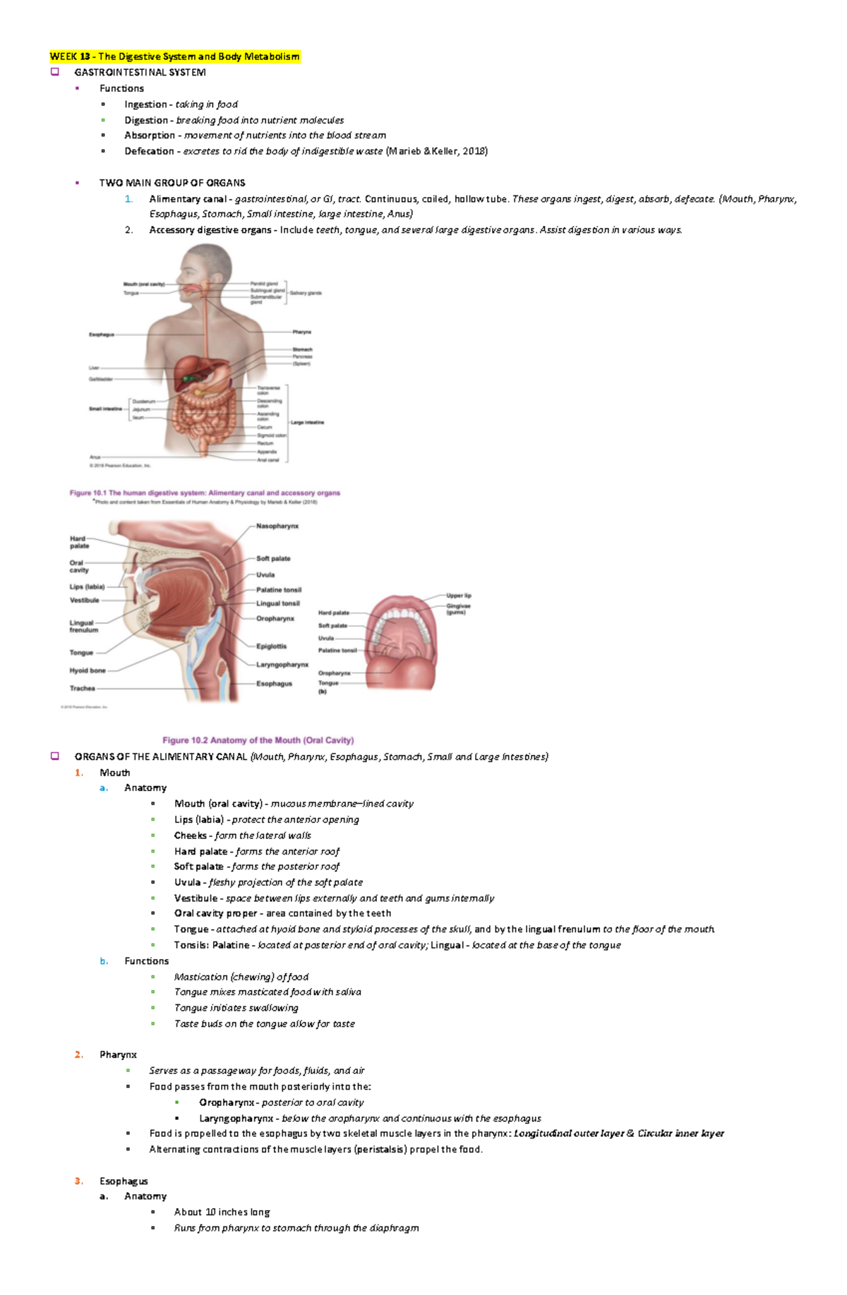 Anaphy Final Coverage - WEEK 13 - The Digestive System and Body ...