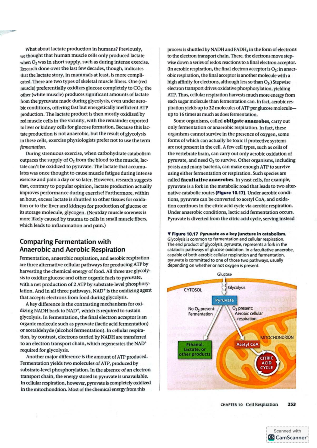 Lactate Production in Humans: Insights into Aerobic vs Anaerobic ...