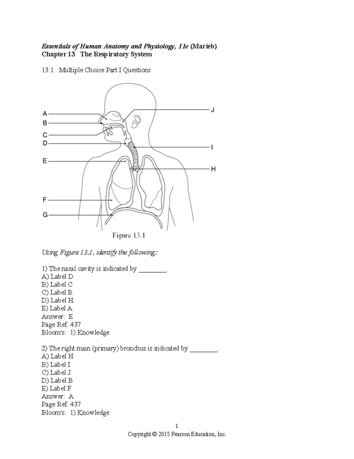 Respiratory - Resp - 1 Essentials of Human Anatomy and Physiology, 11e ...