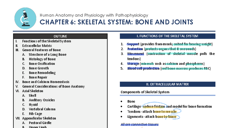 Human Anatomy and Physiology with Pathophysiology CHAPTER 6: SKELETAL ...