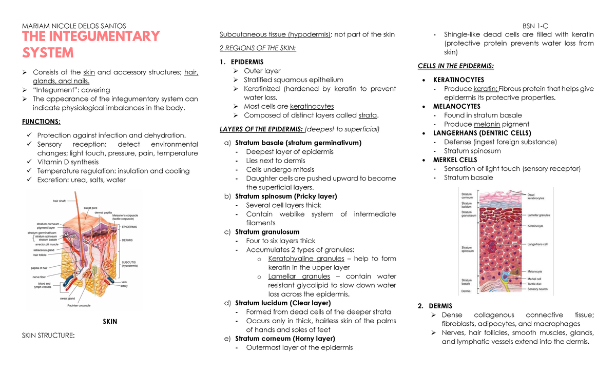 Integumentary System Overview: Structure, Functions, and Disorders ...