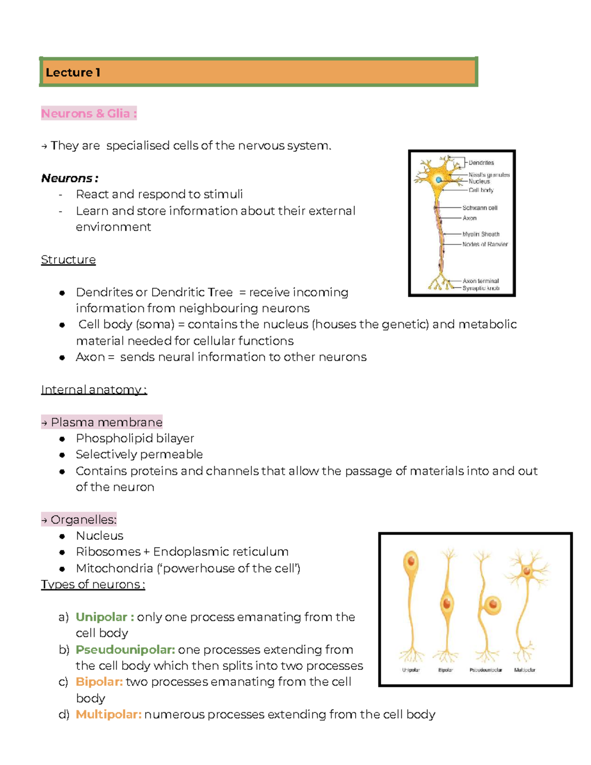 PSY2014 Lecture 1: Neurons, Glia, and Neurotransmitter Functions - Studocu