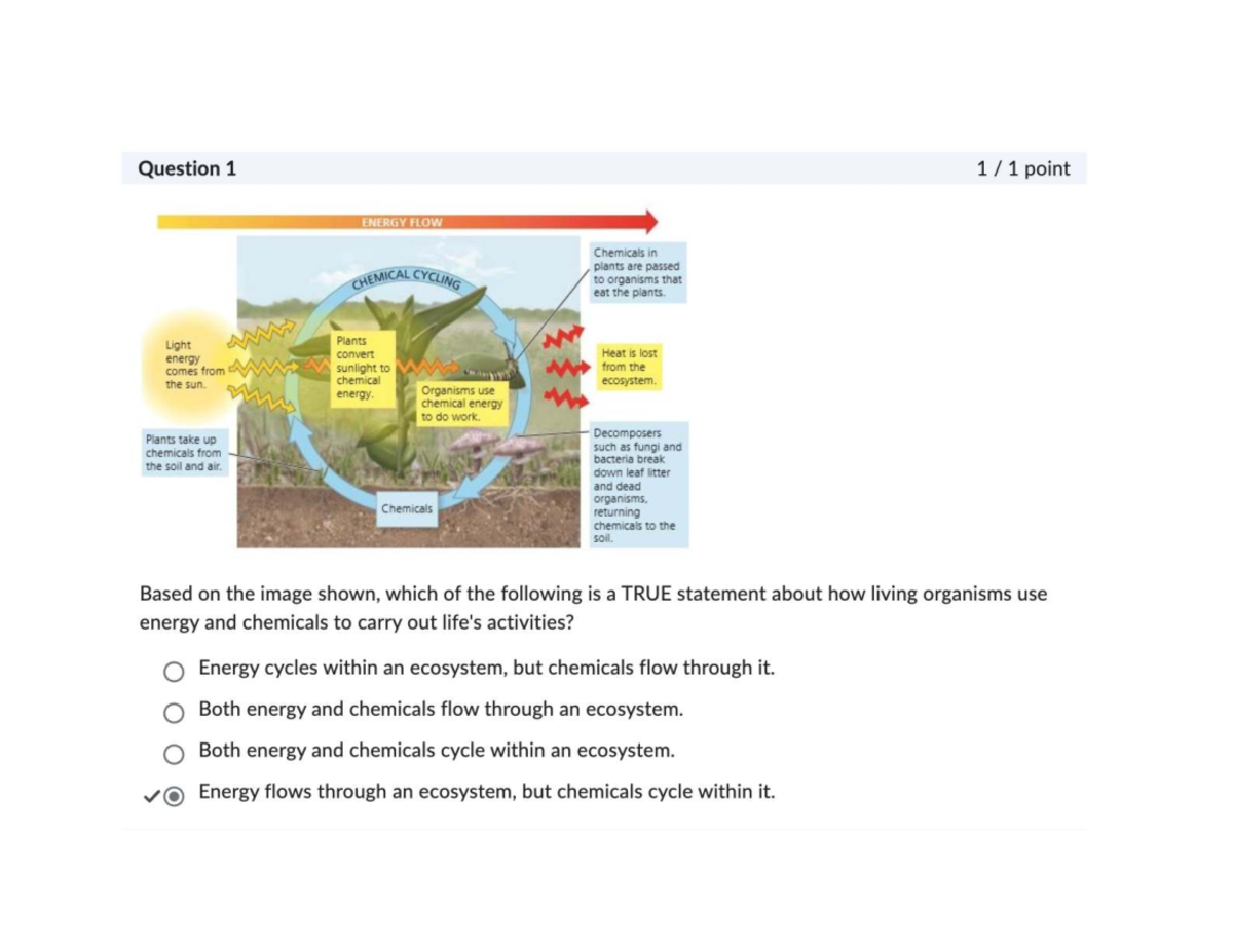 Biology 101: Energy Flow and Chemical Cycling in Ecosystems - Studocu