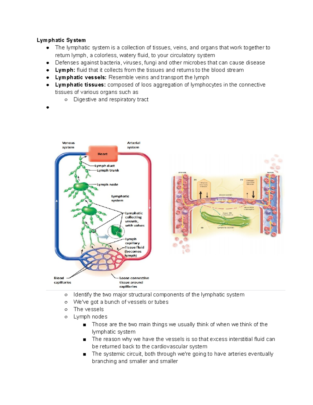 Lymphatic System Overview: Structure and Function Analysis - Studocu