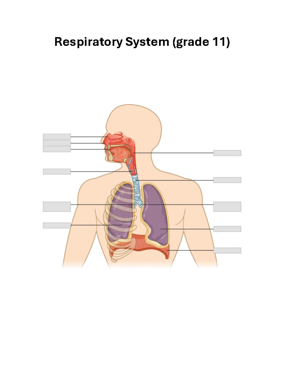Grade 11 Respiratory System Notes: Human Gas Exchange and Ventilation ...